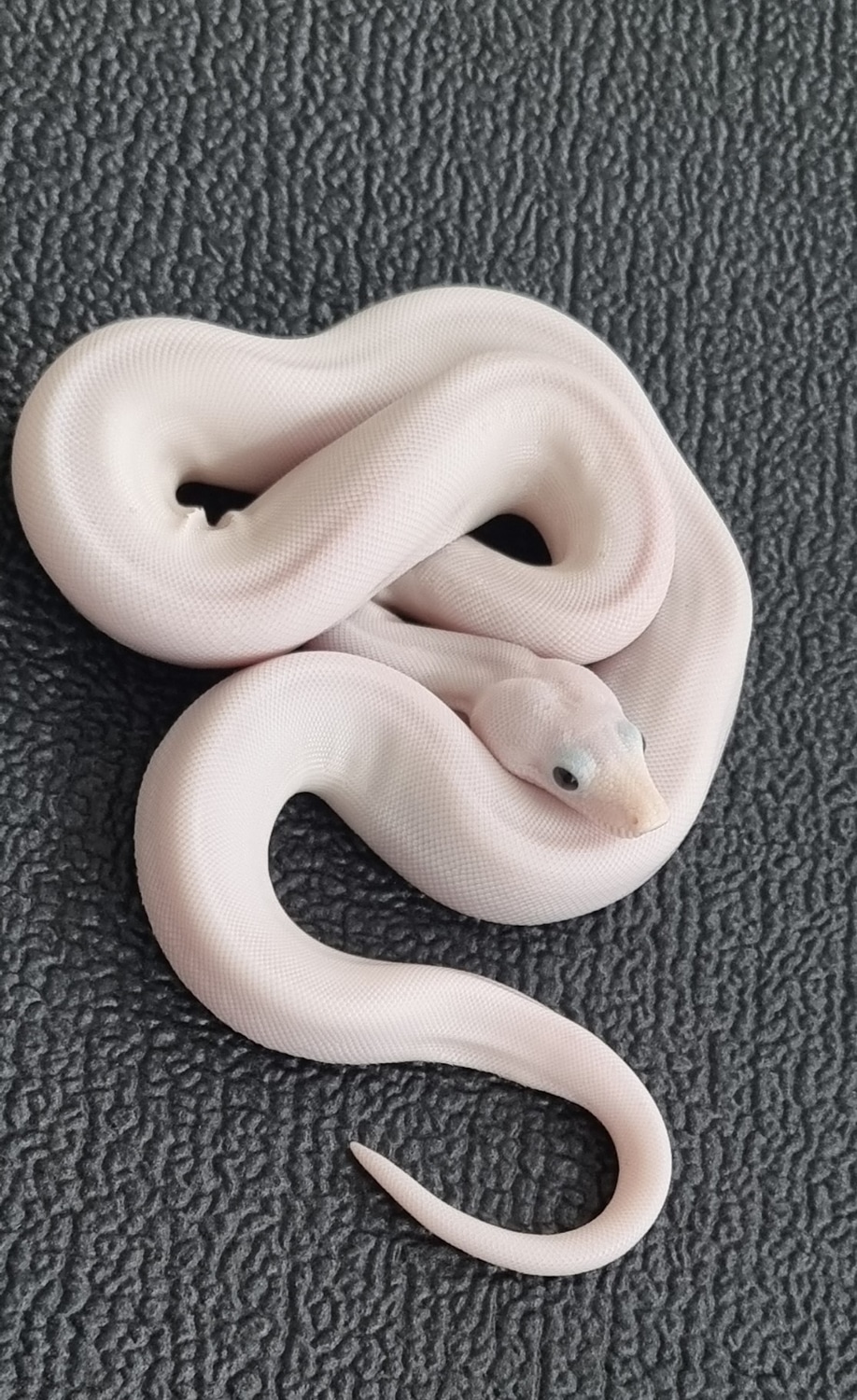 Super Fire Boa Constrictor by Equality Exotics - MorphMarket