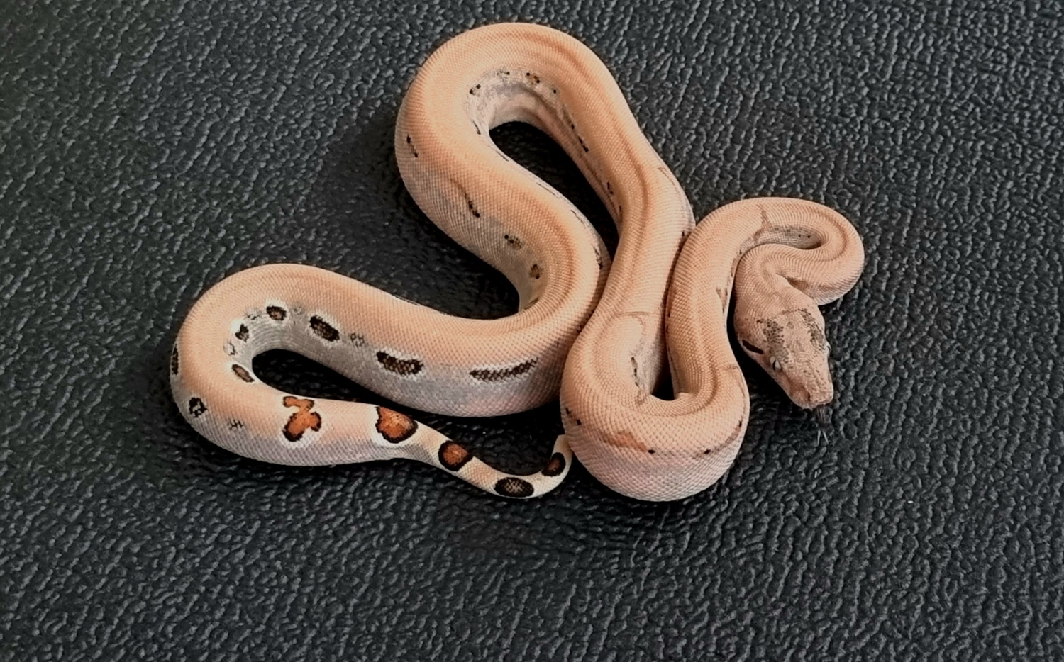 Scoria Het Sharp Boa Constrictor by Equality Exotics - MorphMarket