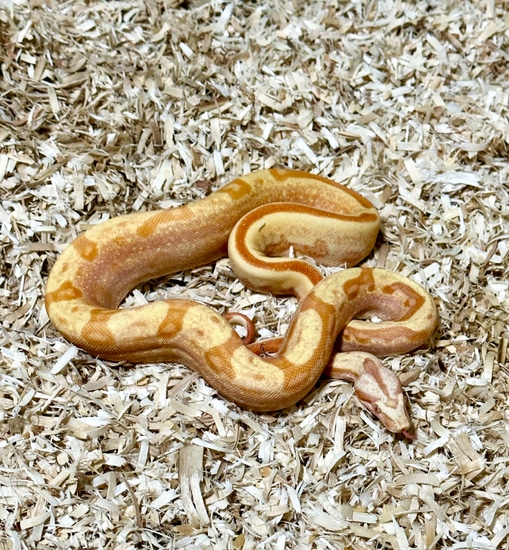 !QUIT HOBBY! NEW (LOWEST!) PRICES! Sunglow Jungle Motley Boa ...