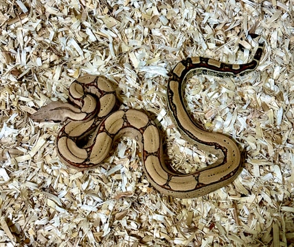 Scoria Het Sharp Boa Constrictor by Equality Exotics - MorphMarket