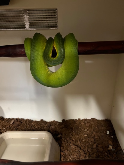 Young Adult Patternless Female Other Tree Boa by Mid-Valley Morphs