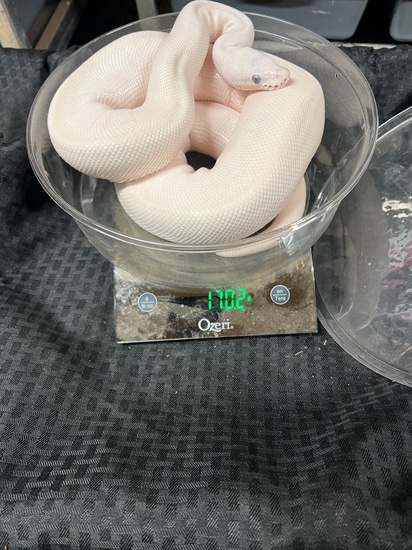 Blue Eyed Lucy Ball Python by Mid-Valley Morphs