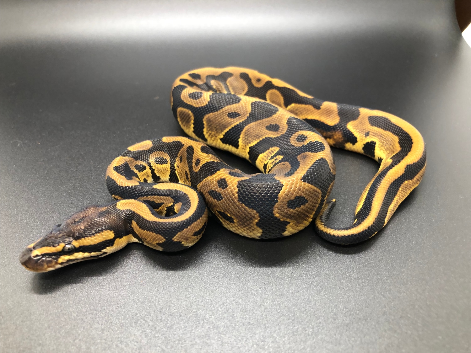 Leopard 100% Het Piebald 50% Het Clown Ball Python by High Point ...
