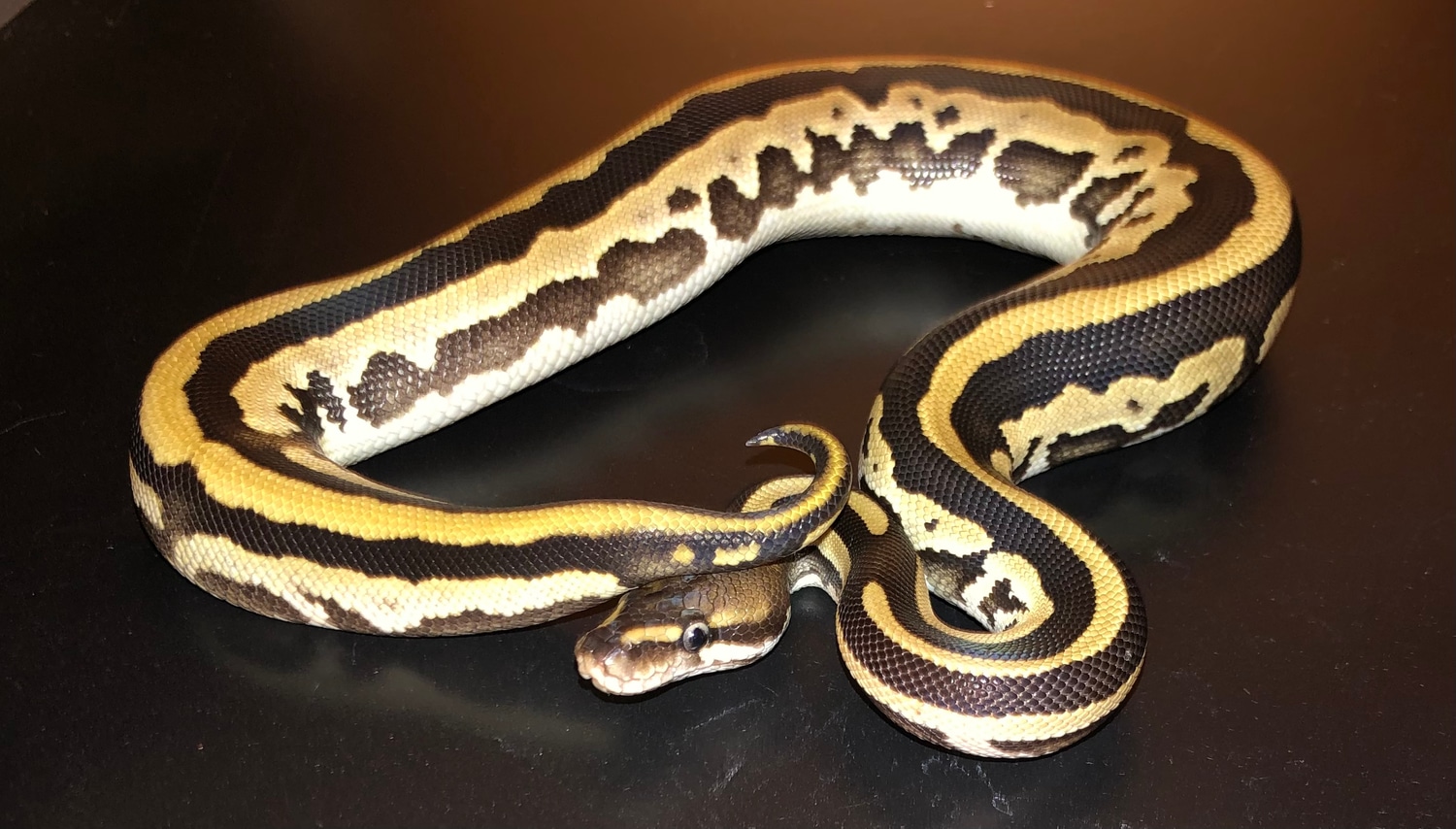 Leopard Mojave Het Piebald 50% Het Clown Ball Python by High Point ...