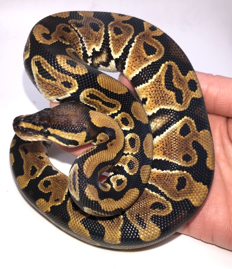 Het Clown Ball Python by High Point Pythons