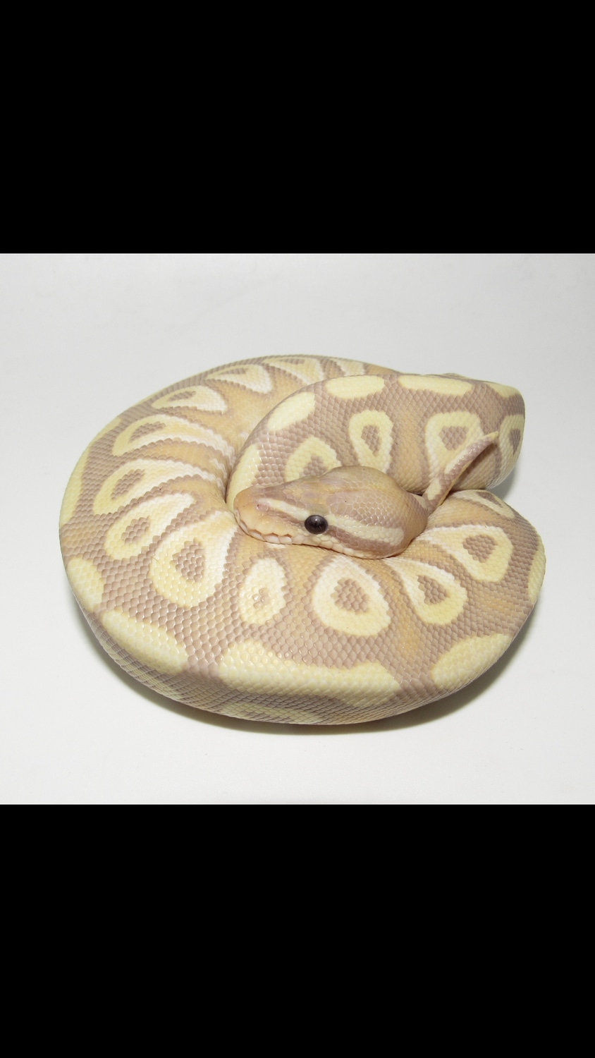 Banana Mojave 50% Het Clown Ball Python by High Point Pythons - MorphMarket