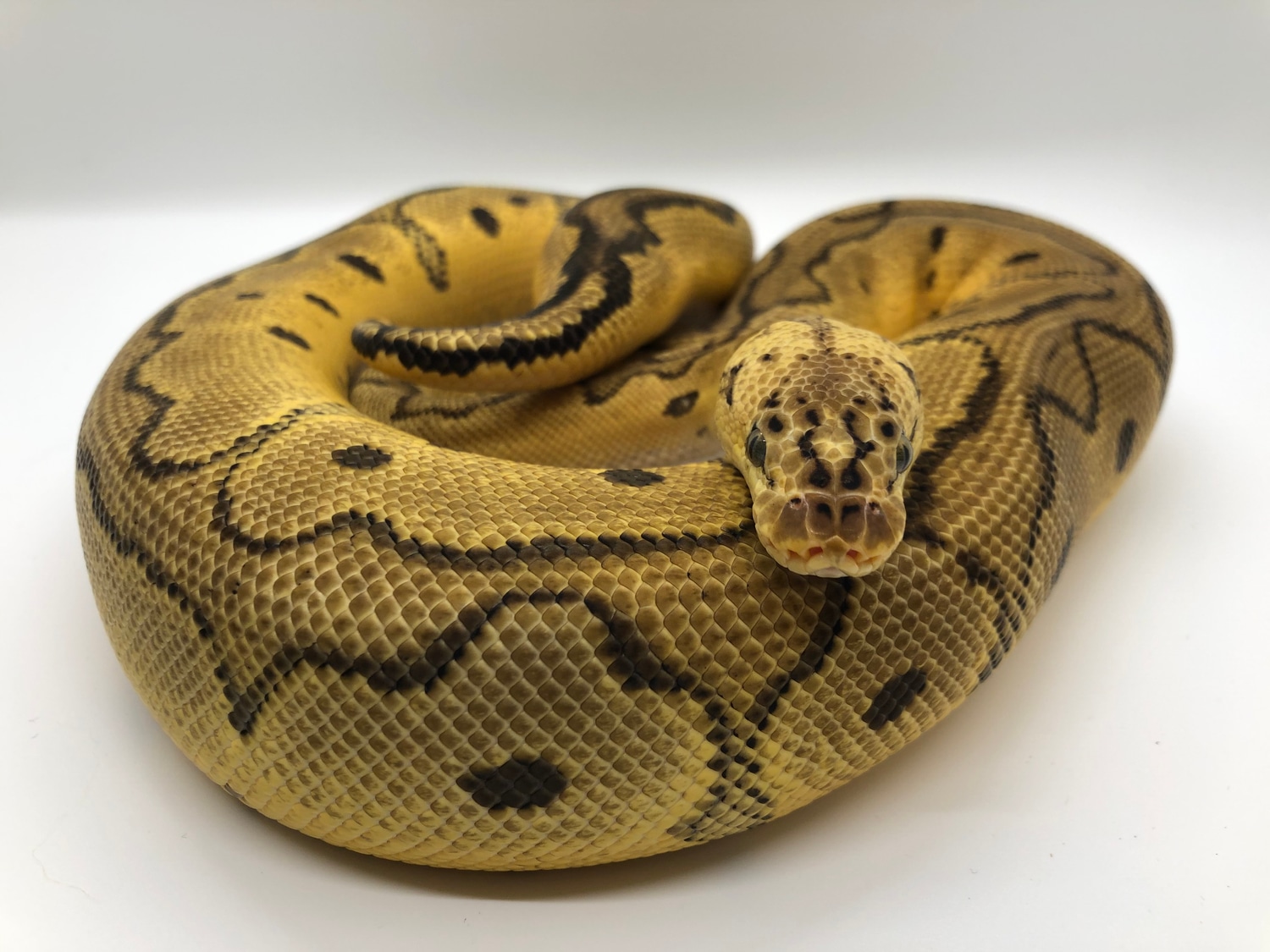 Pastel Red Stripe Clown Ball Python by High Point Pythons - MorphMarket