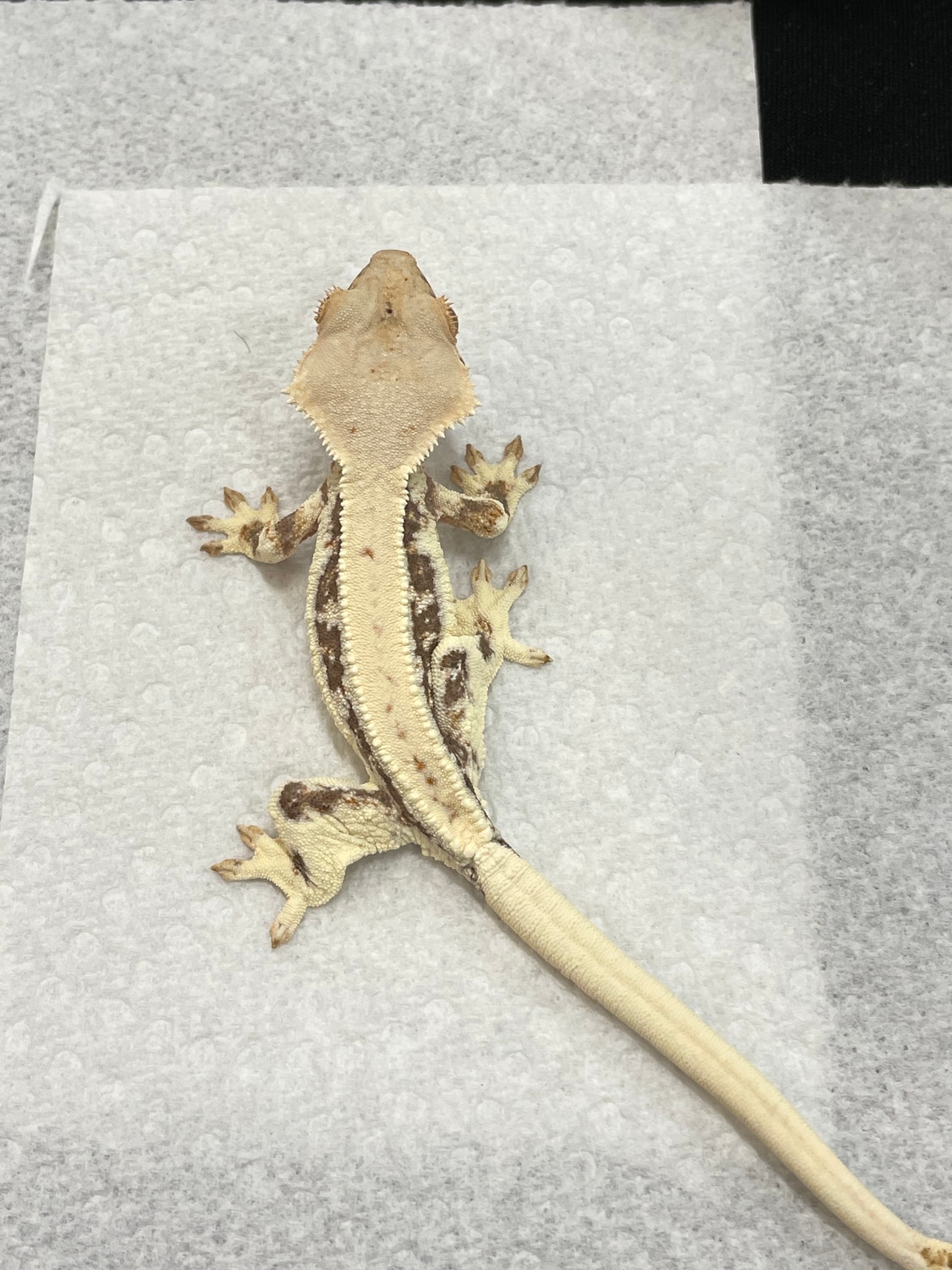 Lily White Crested Gecko by Twilight Crested Geckos - MorphMarket
