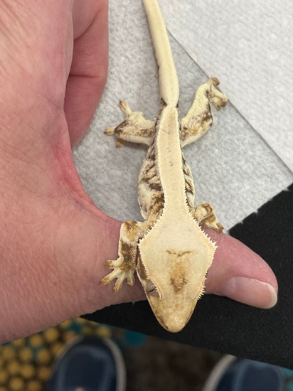 Lily White Crested Gecko by Twilight Crested Geckos