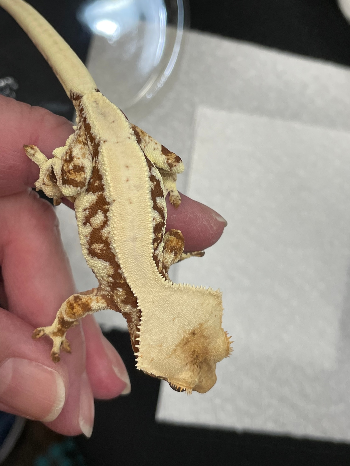 Lily White Crested Gecko by Twilight Crested Geckos - MorphMarket