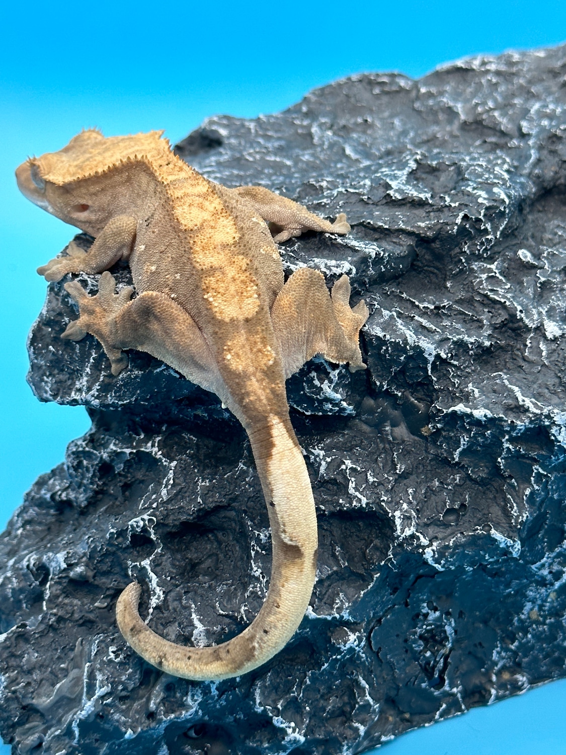 2022 Female Red Harley Crested Gecko by Twilight Crested Geckos ...
