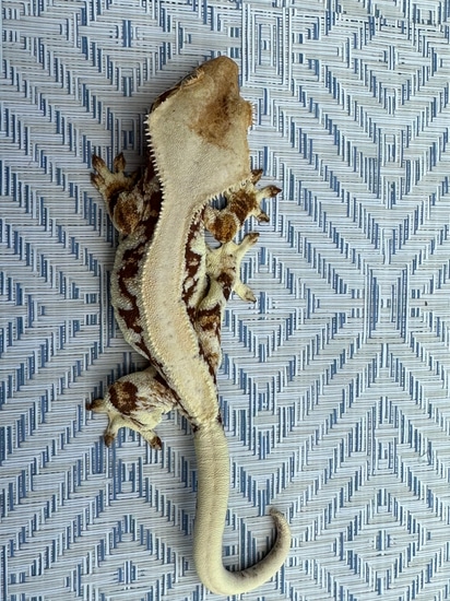 2022 LW Red Male Crested Gecko by Twilight Crested Geckos