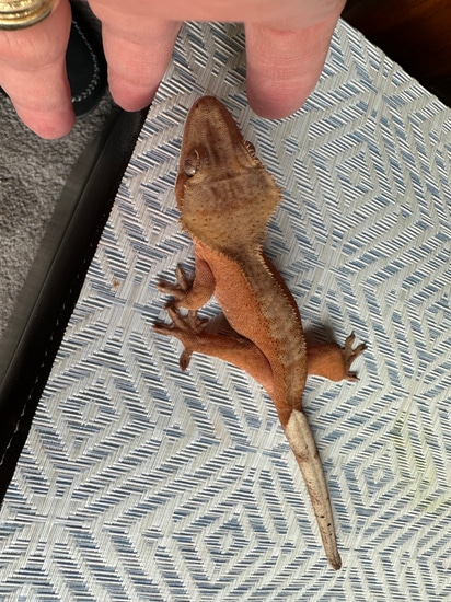 2022 Red Bi-color Female With Portholes Crested Gecko by Twilight ...