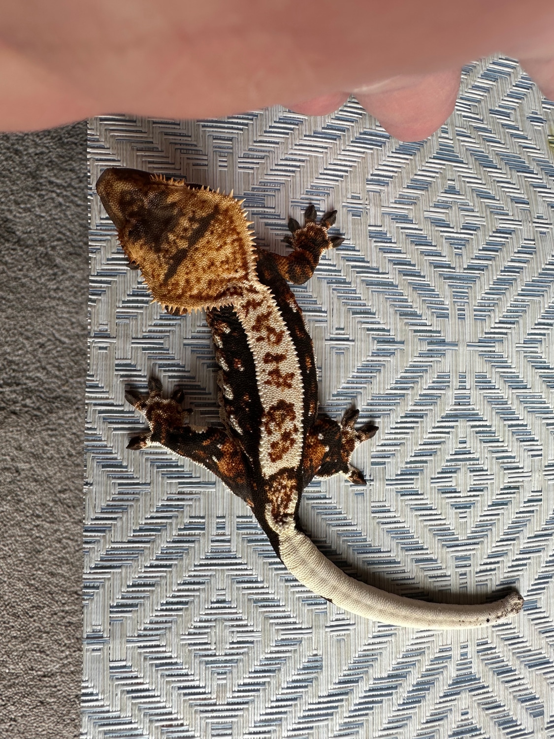 2022 Female Extreme Tricolor Crested Gecko by Twilight Crested Geckos ...