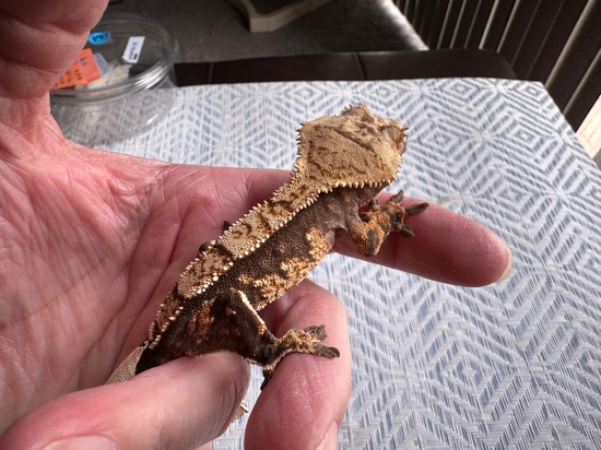 2022 M Extreme Harlequin Crested Gecko by Twilight Crested Geckos