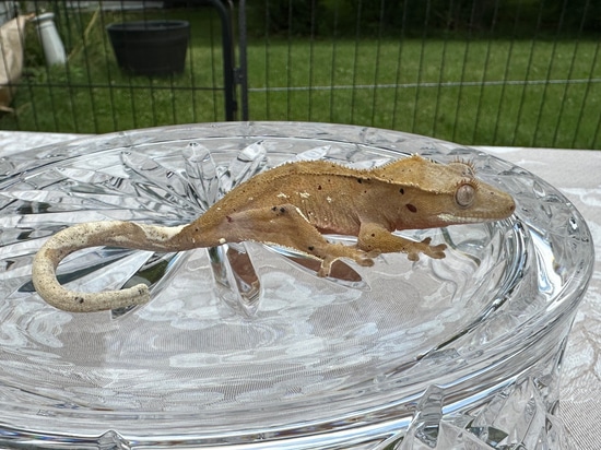 2022 Dalmatian Crested Gecko by Twilight Crested Geckos