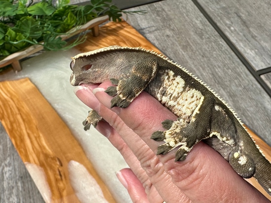 High Contrast Male Crested Gecko by Twilight Crested Geckos