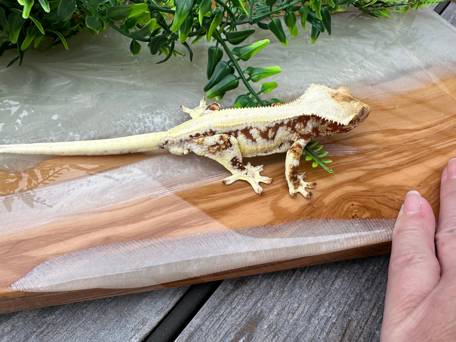 2022 LW Red Male Crested Gecko by Twilight Crested Geckos - MorphMarket