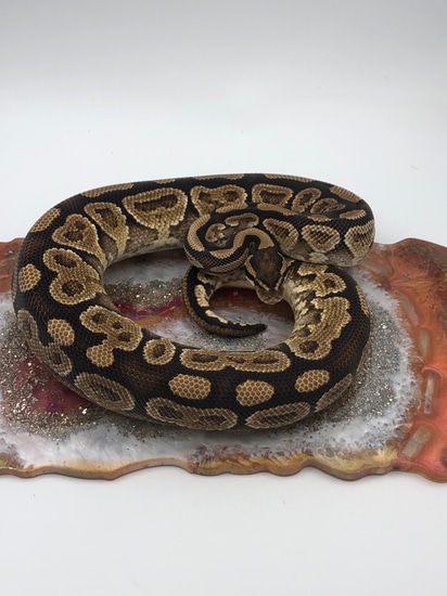 Dinker Ball Python by Mineral Snakes LLC