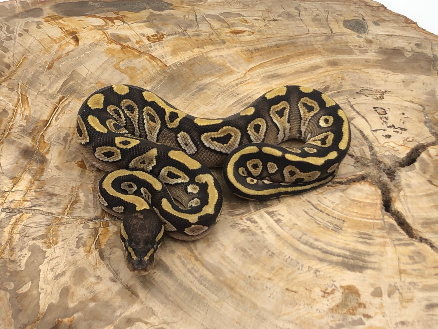 Mojave Ball Python by Mineral Snakes LLC - MorphMarket