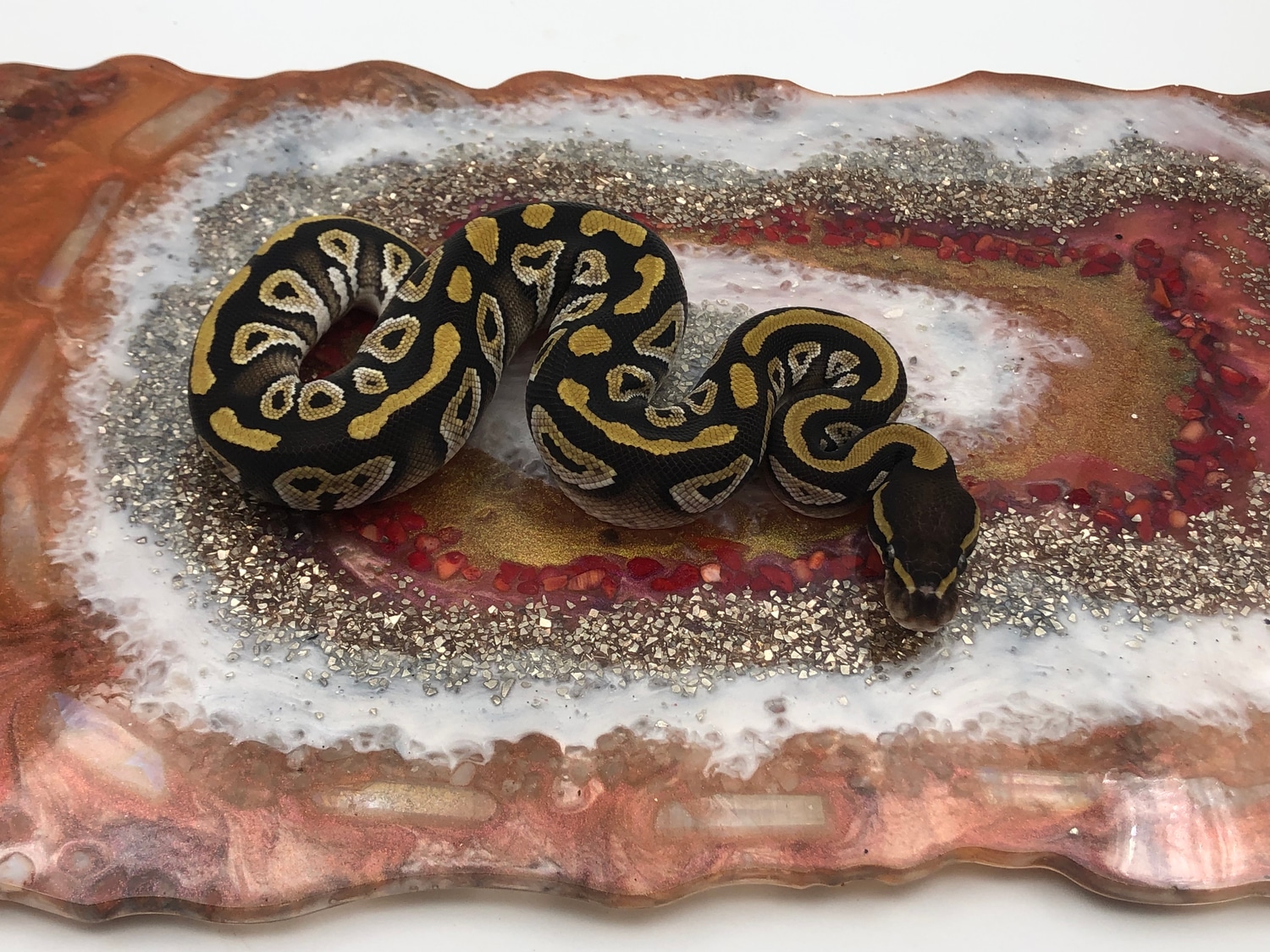 Mojave Ball Python by Mineral Snakes LLC - MorphMarket