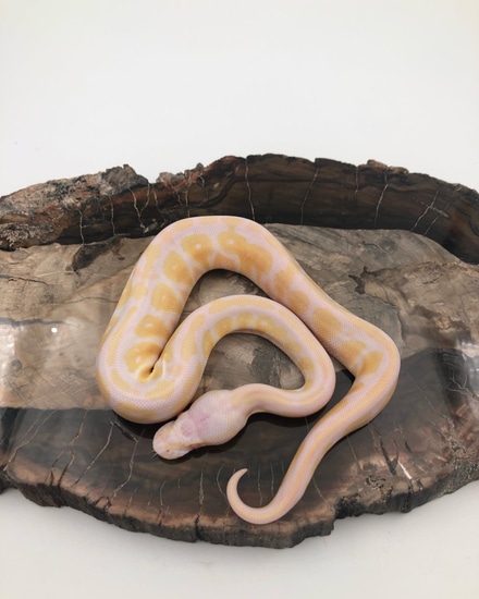 Albino Pastel Het Red Axanthic Ball Python by Mineral Snakes LLC