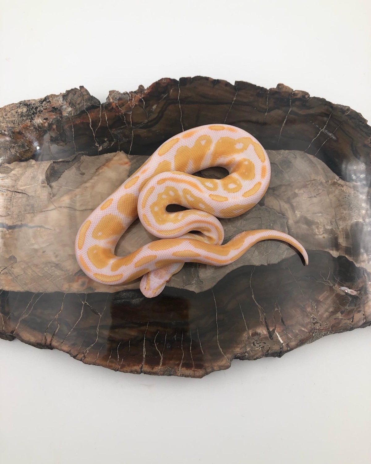 Albino Ball Python by Mineral Snakes LLC - MorphMarket
