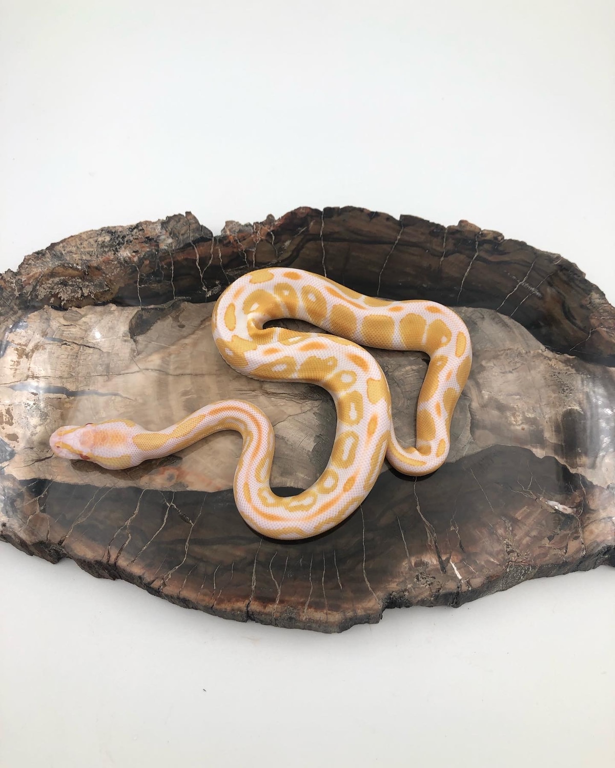 Albino Ball Python by Mineral Snakes LLC - MorphMarket