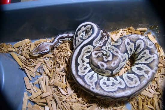 Male Pewter Het Hypo; From A Pastel Asphalt X Black Pastel Het Hypo ...