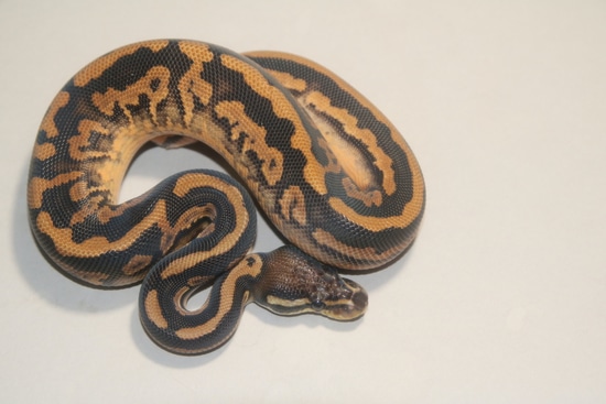 Black Nightmare Leopard Desert Ghost Het Piebald 50% Het Hypo Ball ...