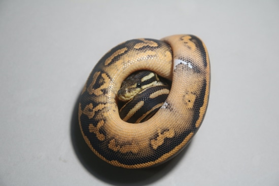 Black Nightmare Leopard Desert Ghost Het Piebald Ball Python by Chelsea ...