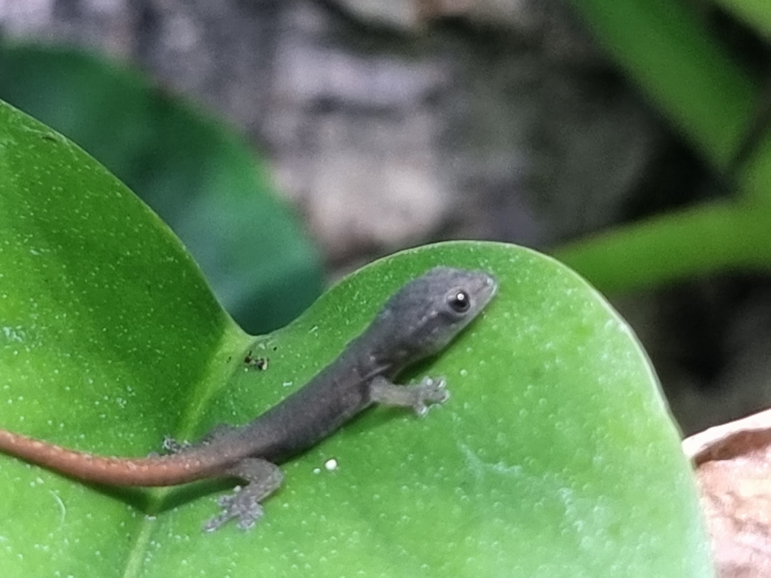 Cameroon Dwarf Gecko Mourning Gecko by Miniature Herps - MorphMarket