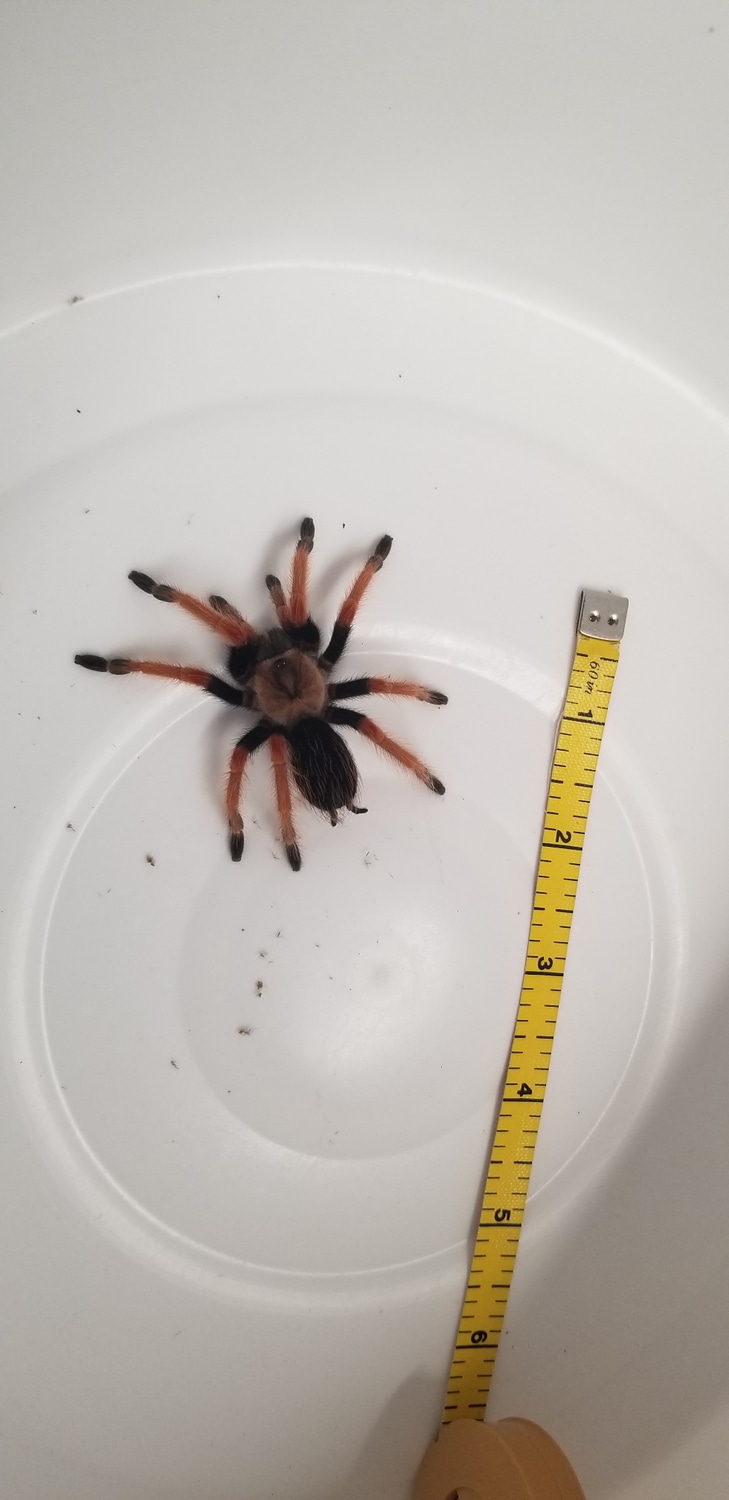 B. Boehmi Tarantula by Miniko Reptiles - MorphMarket