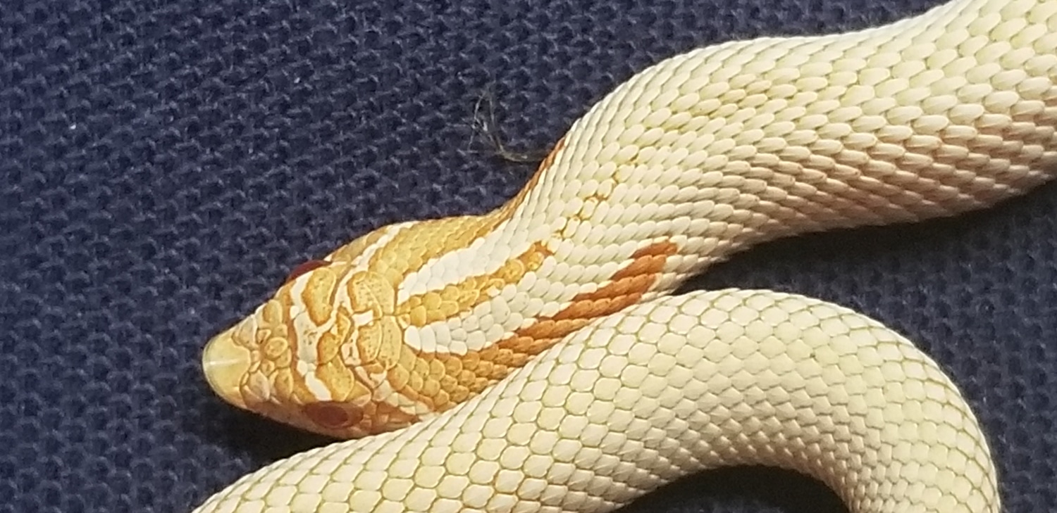 Sable Super Conda Albino Western Hognose by Miniko Reptiles - MorphMarket