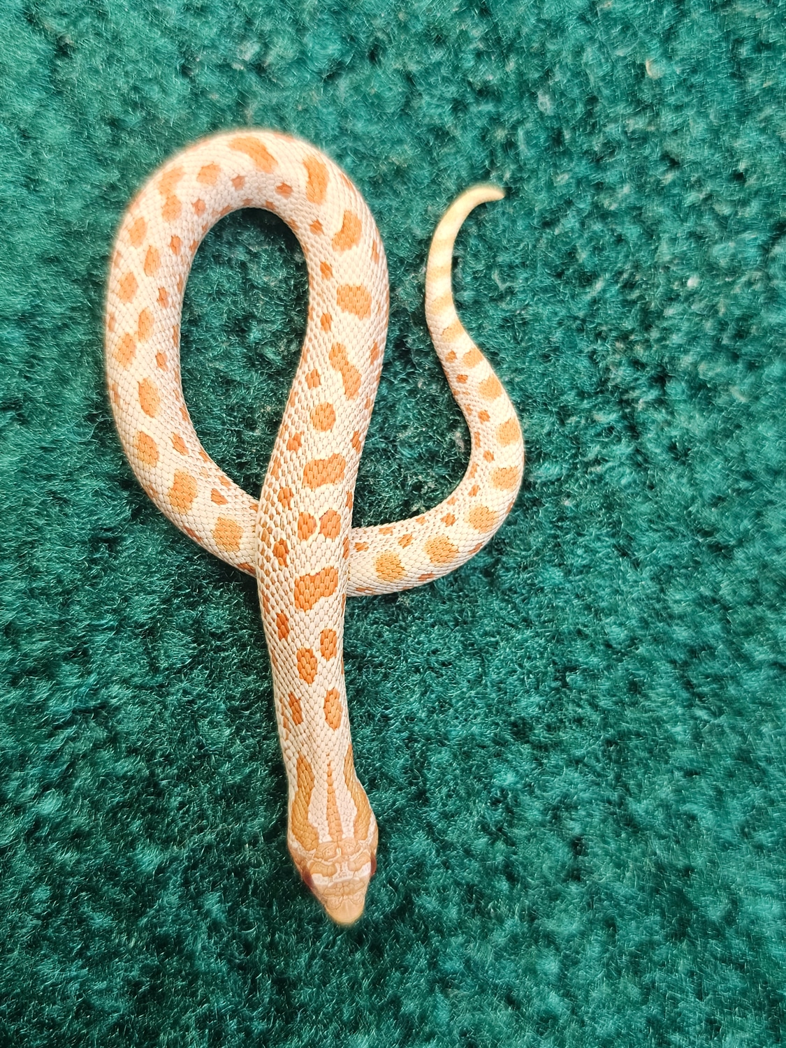 Albino Het Sable Conda Western Hognose by Miniko Reptiles - MorphMarket