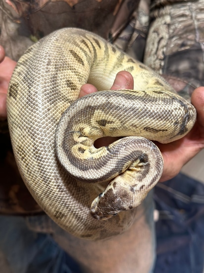Female Sterling Vanilla Ball Python by Mini Mayhem Geckos