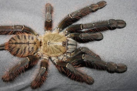 Omothymus Schioedtei (Malaysian Earthtiger Tarantula) by Kya's Tarantulas