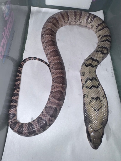 Fasle Water Cobra False Water Cobra by Cold Blood Breeders