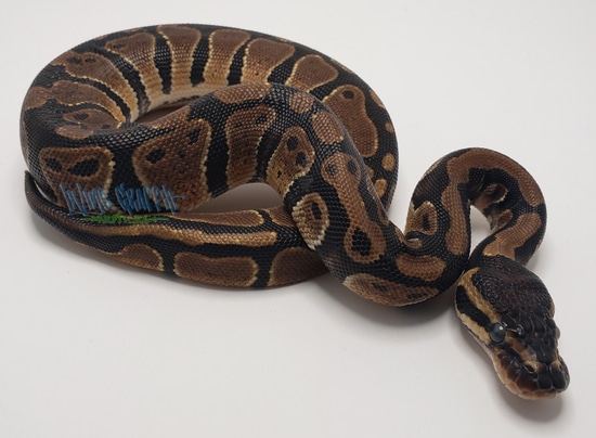 100% Het Pied Ball Python by Living Graffiti Reptiles