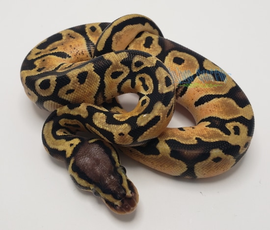 Pastel 100% Het Piebald Ball Python by Living Graffiti Reptiles