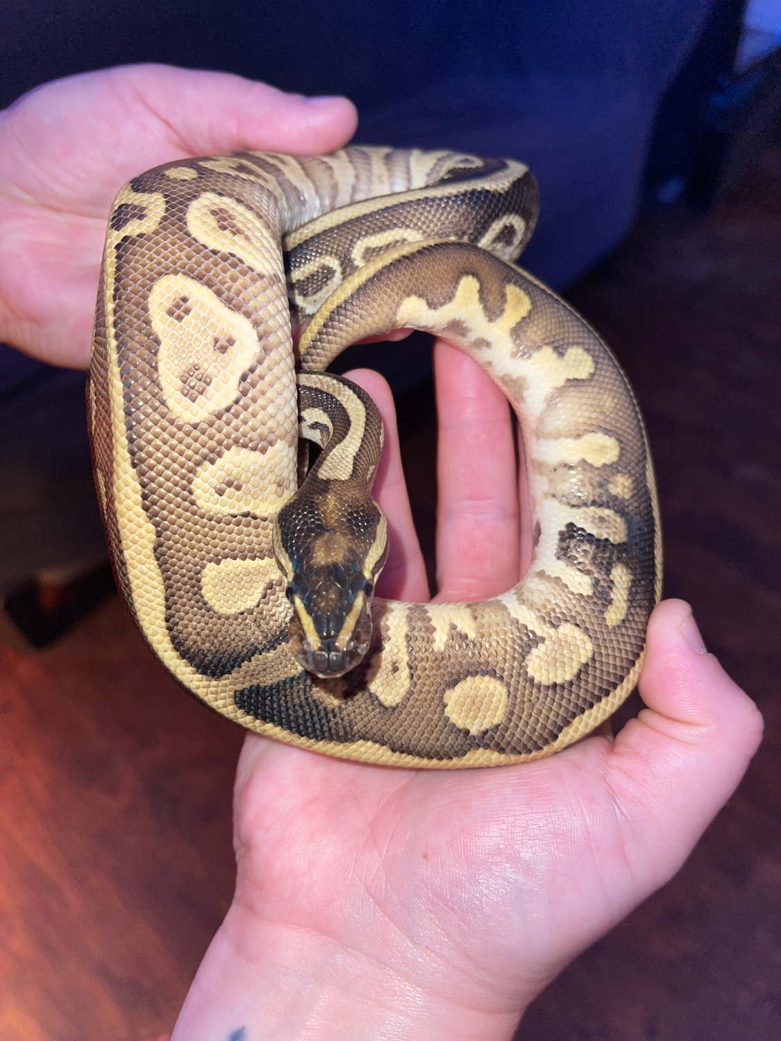 Lesser/Leopard Paradox Ball Python by Sinister Exotics - MorphMarket