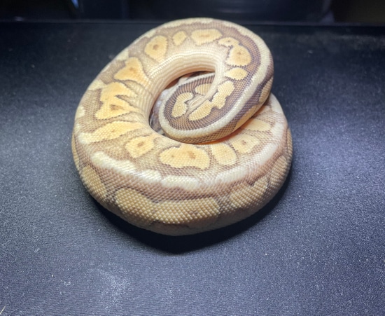 Pewter/enchi/vanilla Ball Python by Sinister Exotics
