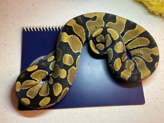 Enchi Ball Python by Sinister Exotics
