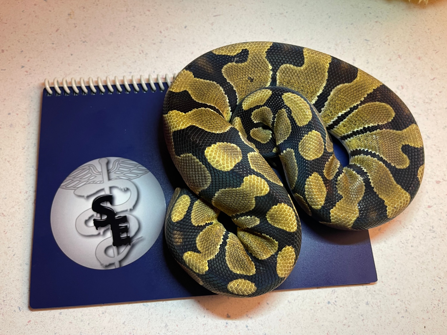 Enchi Ball Python by Sinister Exotics - MorphMarket