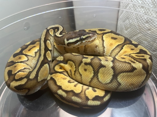 Pastel/Enchi/Vanilla Ball Python by Sinister Exotics