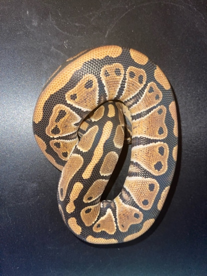 Normal Ball Python by Sinister Exotics