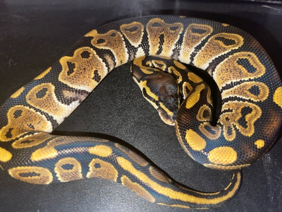 Satin Ball Python by Sinister Exotics