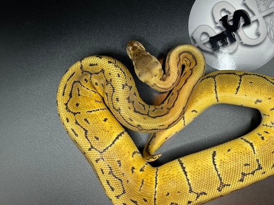 LemonBlast/ Fire Ball Python by Sinister Exotics