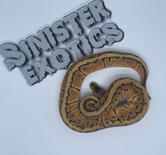 Lemonblast GHI Ball Python by Sinister Exotics