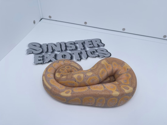 Banana Specter 100% Het G-Stripe Ball Python by Sinister Exotics